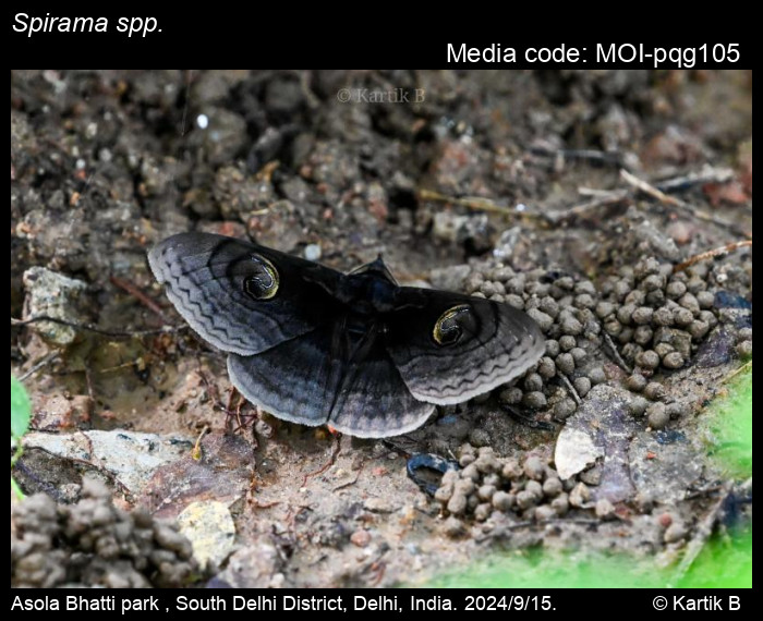 Spirama spp. | Moths